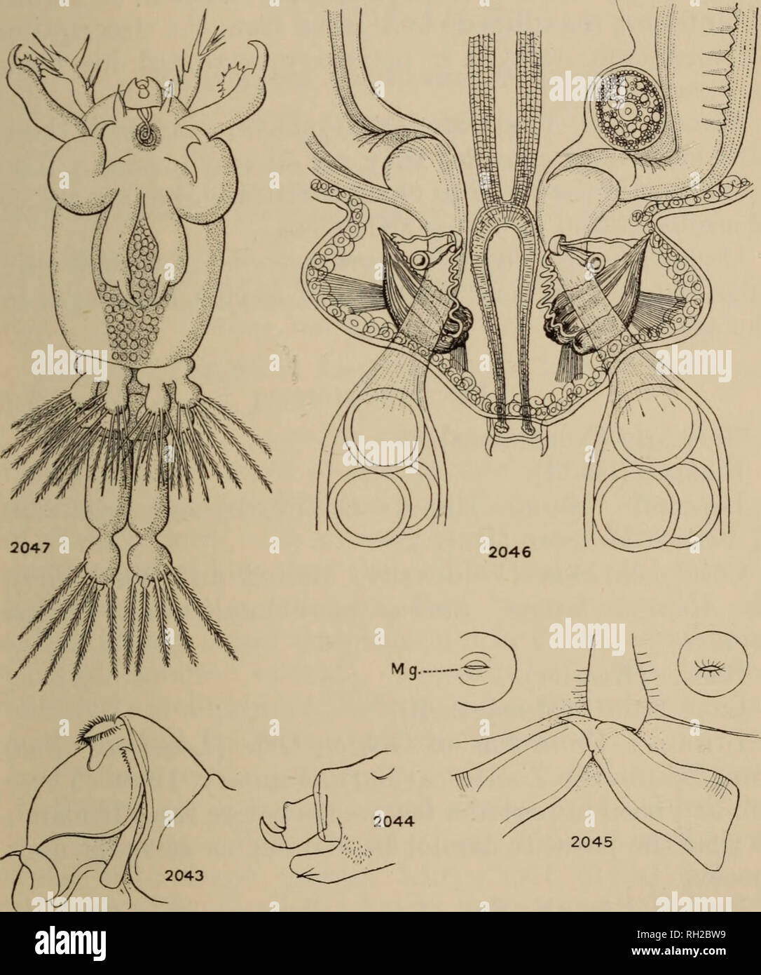 . British fresh-water Copepoda. --. Copepoda; Crustacea. TRACHELIASTES ...