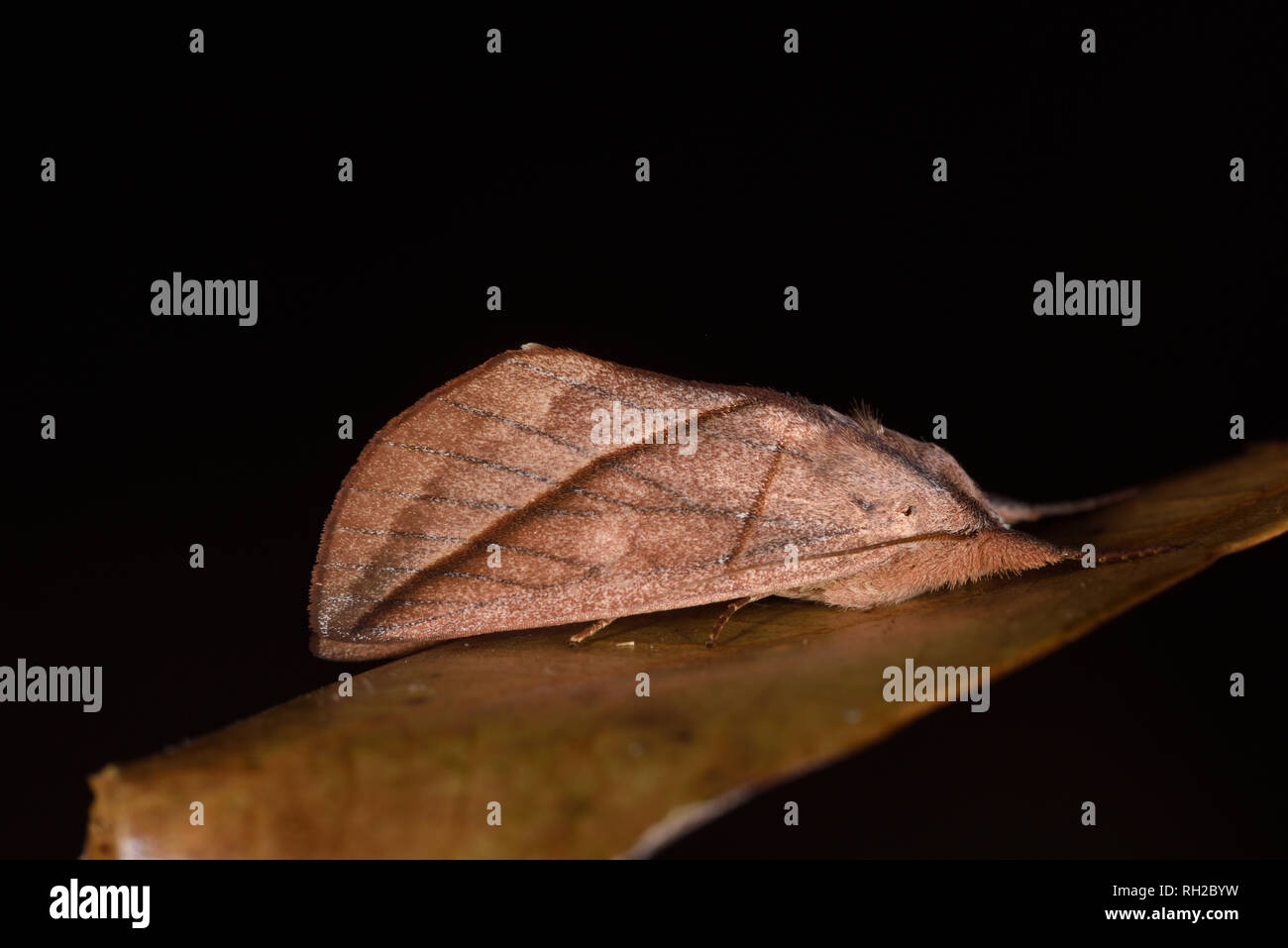 Dead leaf moth hi-res stock photography and images - Alamy