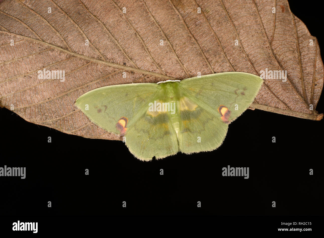 Costa Rica Moth (Rhodochlora brunneipalpis) adult at rest on dead leaf ...