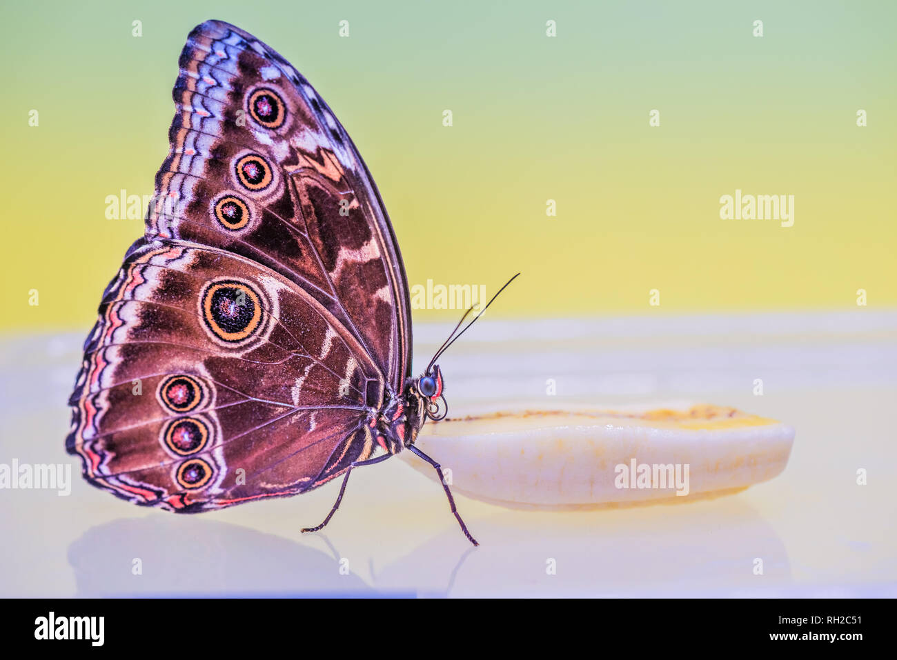 Macro morpho butterfly Stock Photo - Alamy