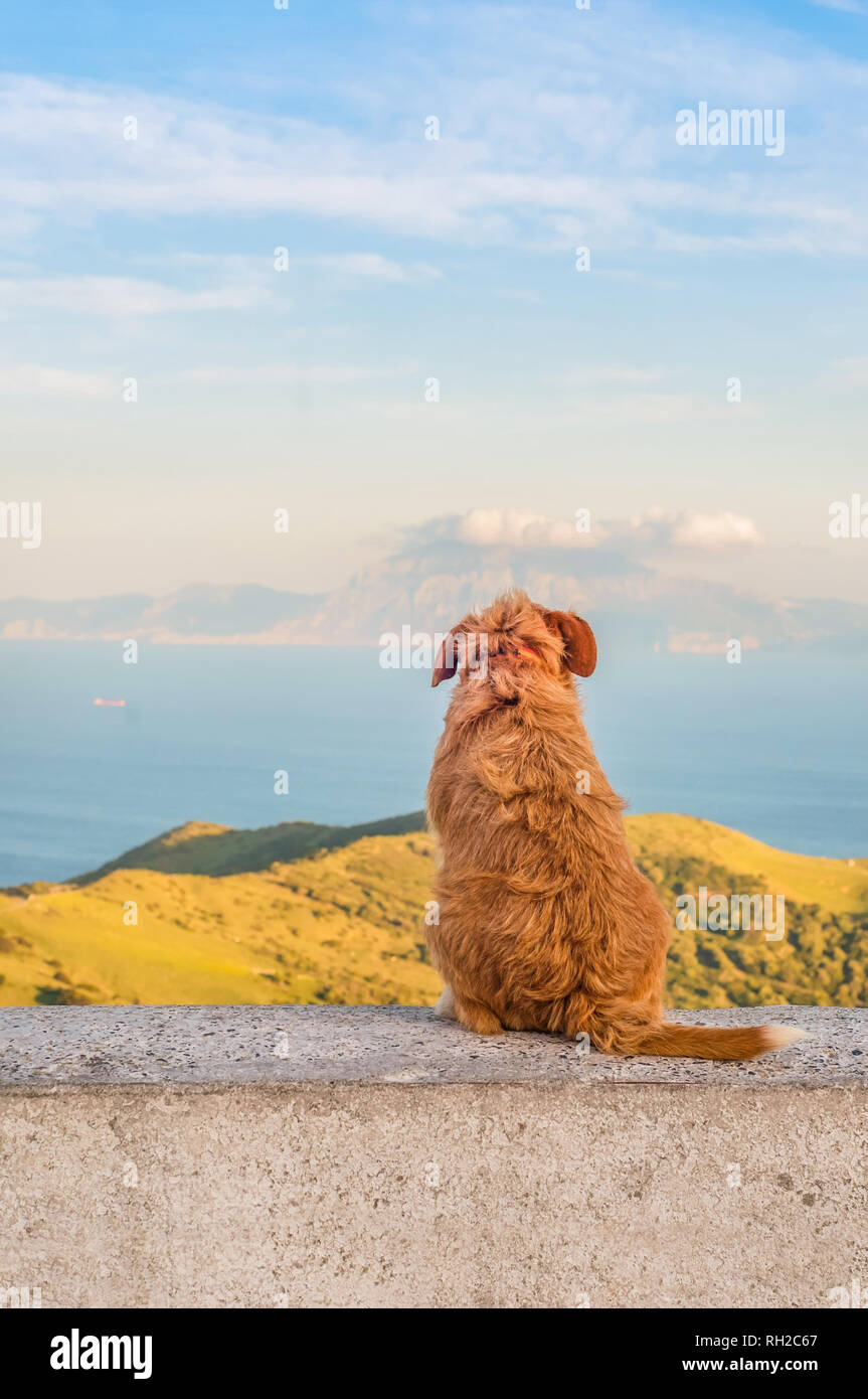 Lonely dog sitting turned backwards Stock Photo - Alamy