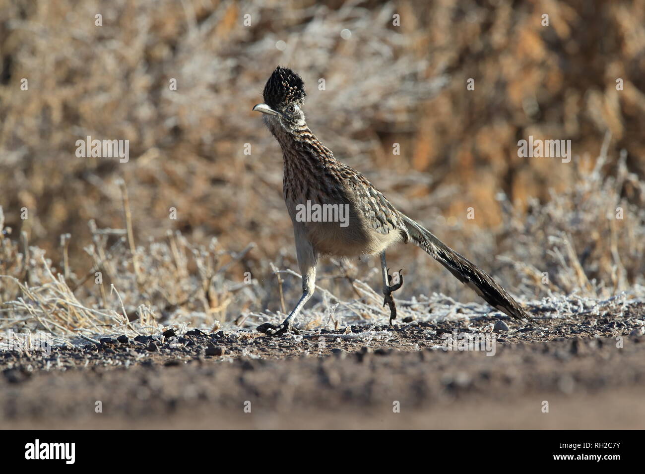 Roadrunner coyote hi-res stock photography and images - Alamy
