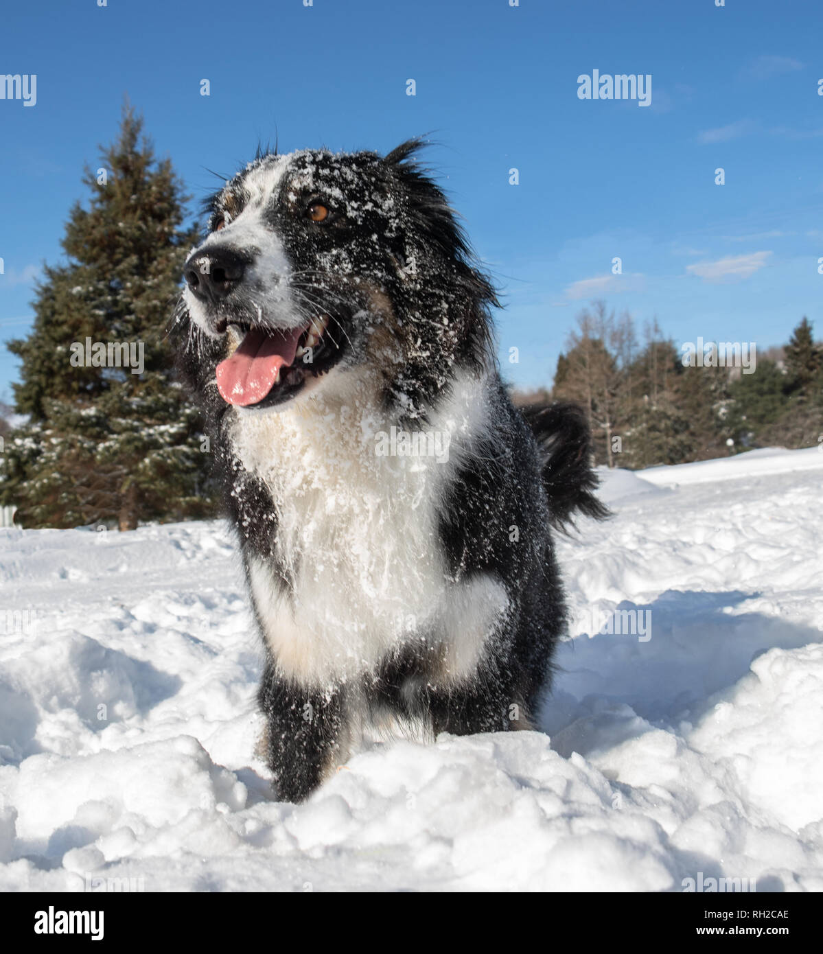 Canadian shepherd hi-res stock photography and images - Alamy