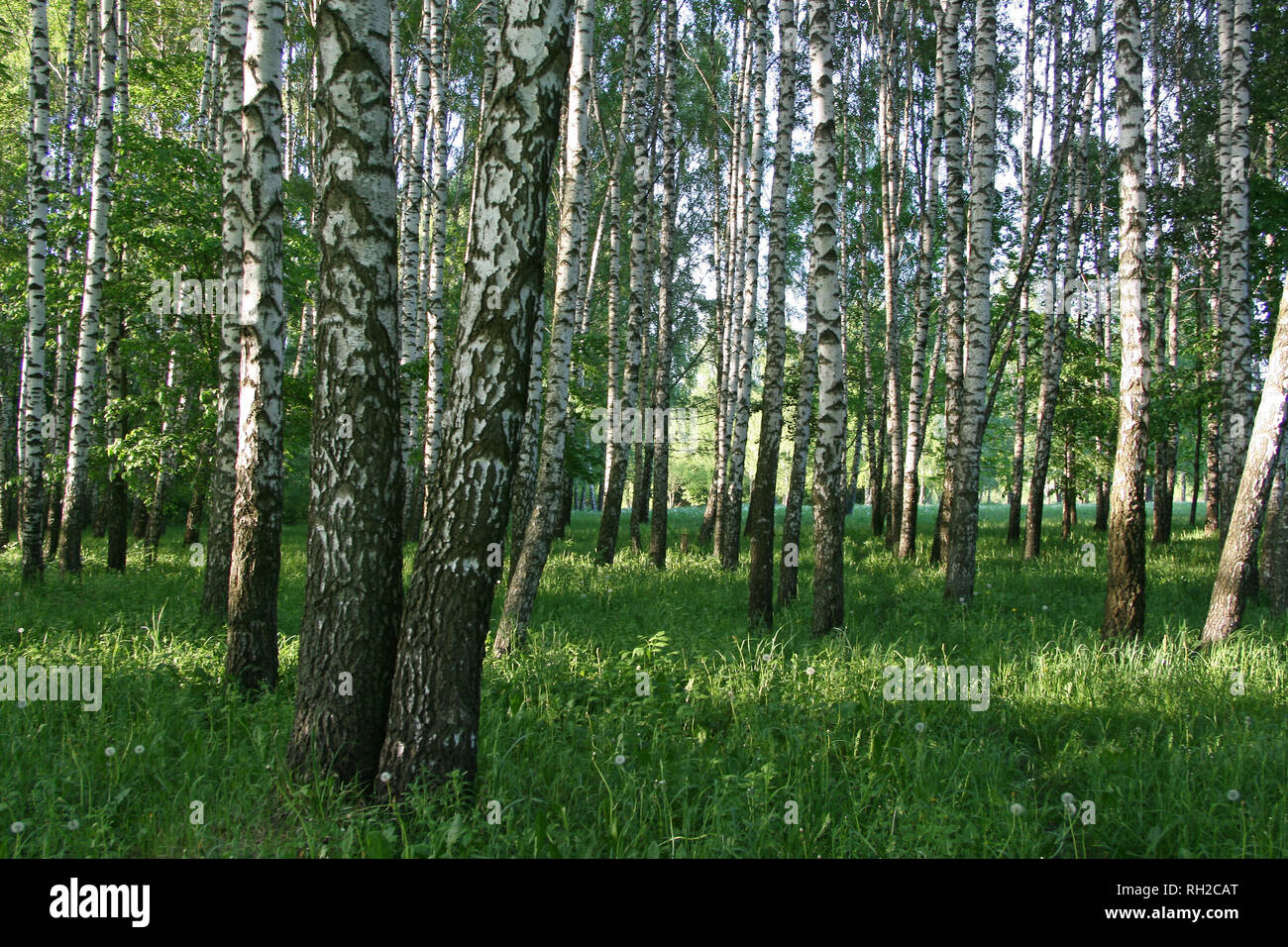 birch trees in a summer forest Stock Photo - Alamy