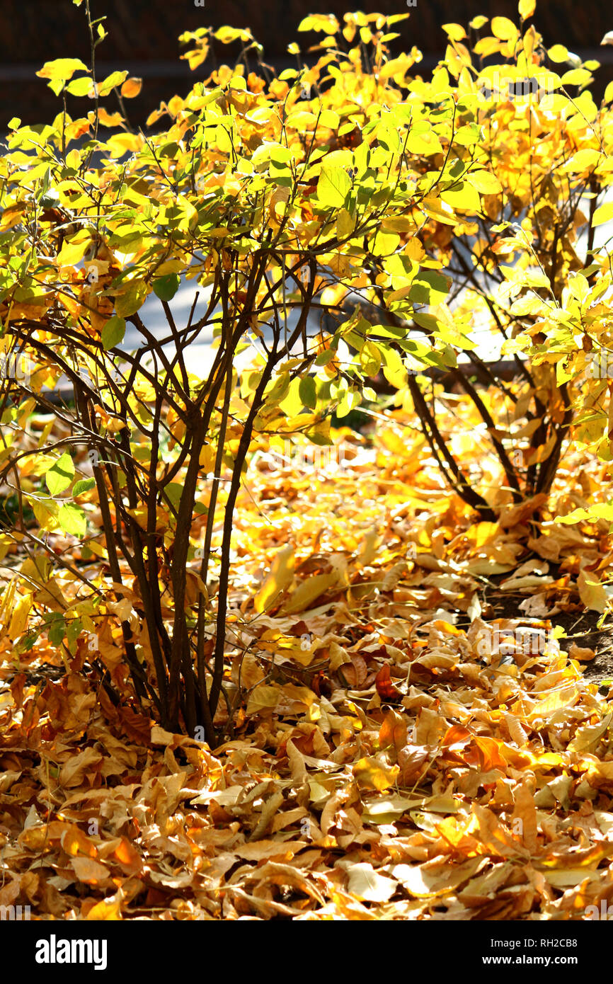 autumn bushes with bright yellow foliage glowing in the sunlight Stock ...
