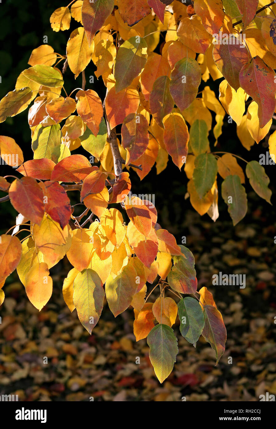 beautiful autum leaves of wild pear Stock Photo - Alamy