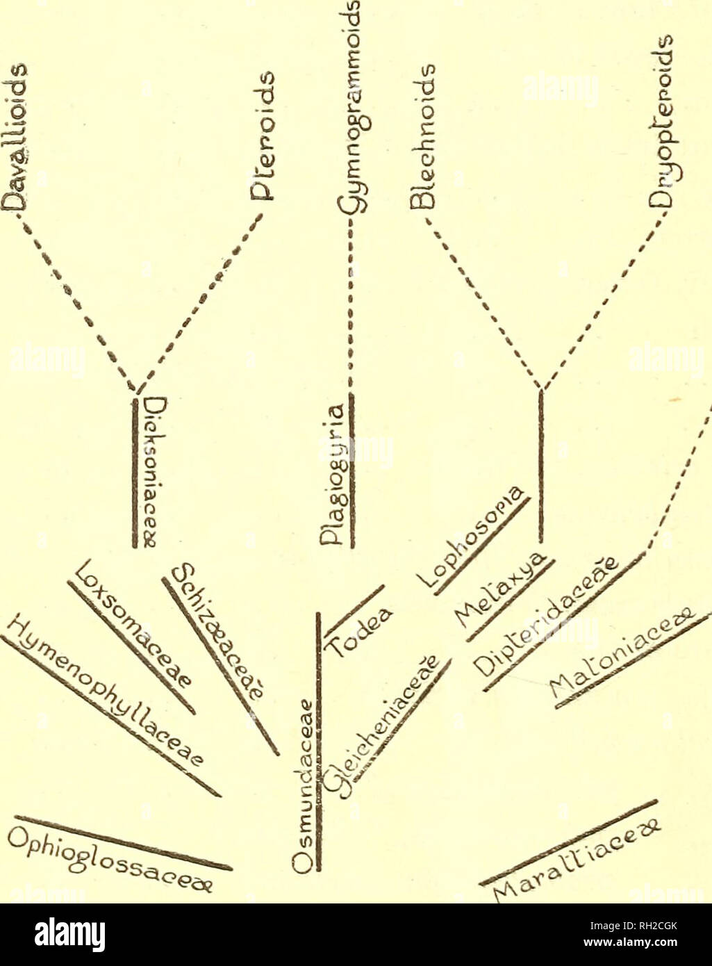Filicales hi-res stock photography and images - Alamy