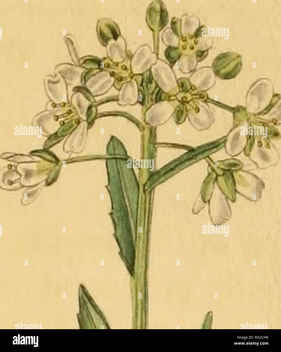 . British entomology; being illustrations and descriptions of the ...