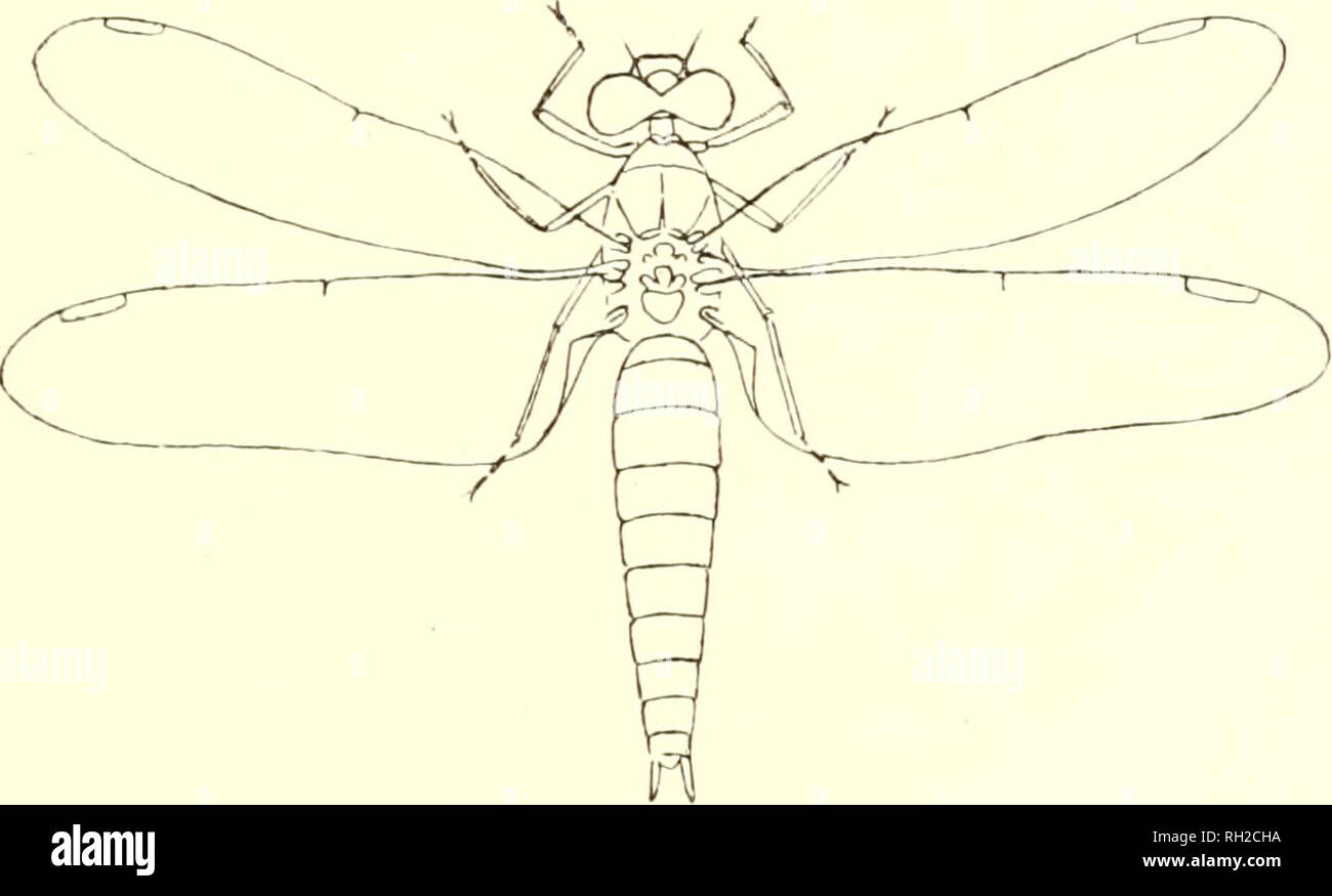 Insect pin label hi-res stock photography and images - Alamy