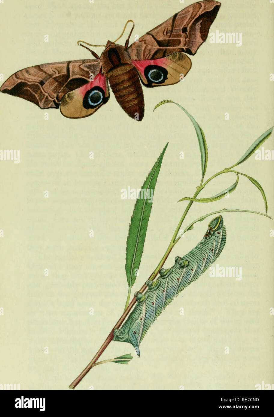 . British entomology; being illustrations and descriptions of the ...