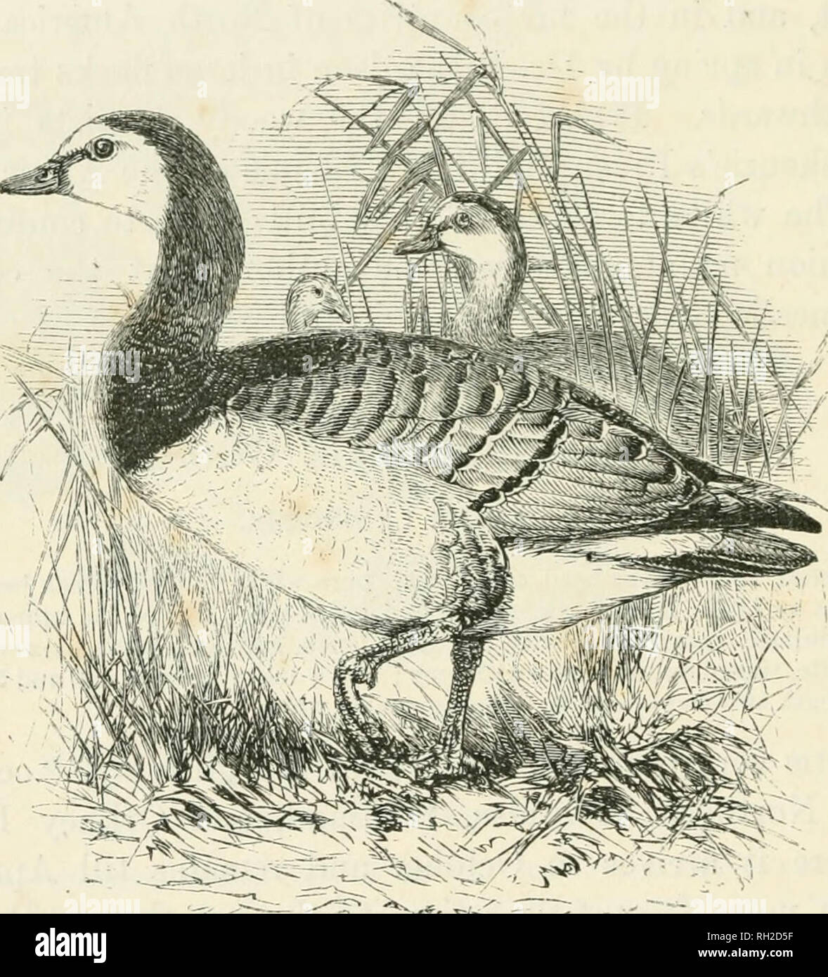 Common bernicle hi-res stock photography and images - Alamy