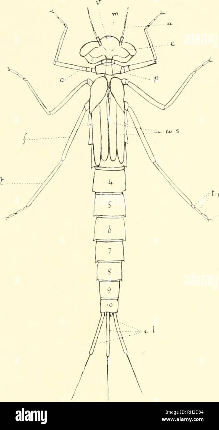Breathe through abdomen hi-res stock photography and images - Alamy