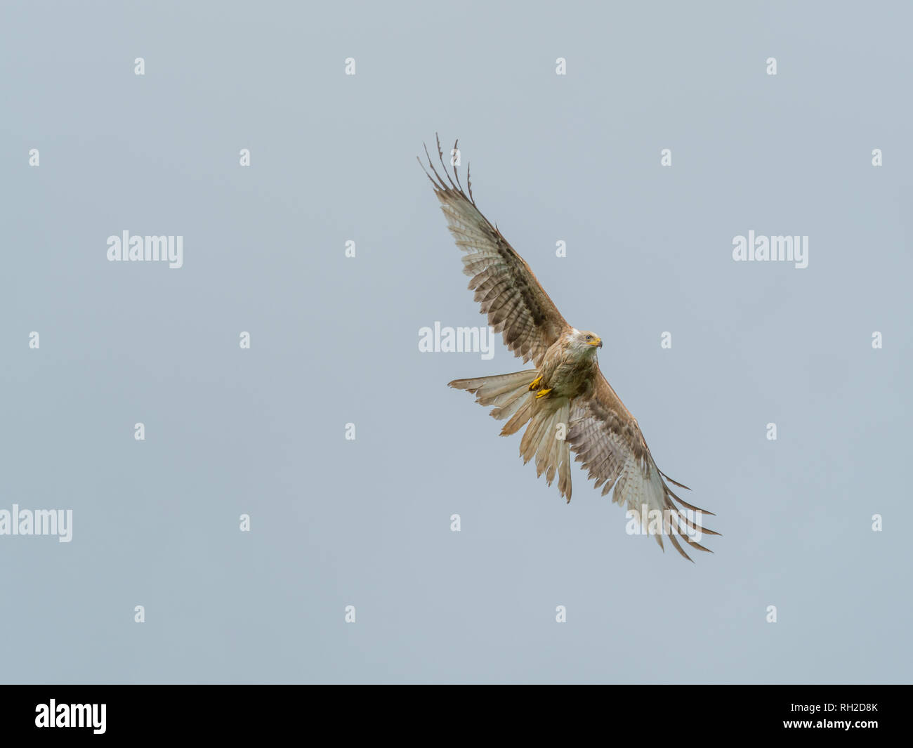 Leucistic Red Kite High Resolution Stock Photography and Images - Alamy