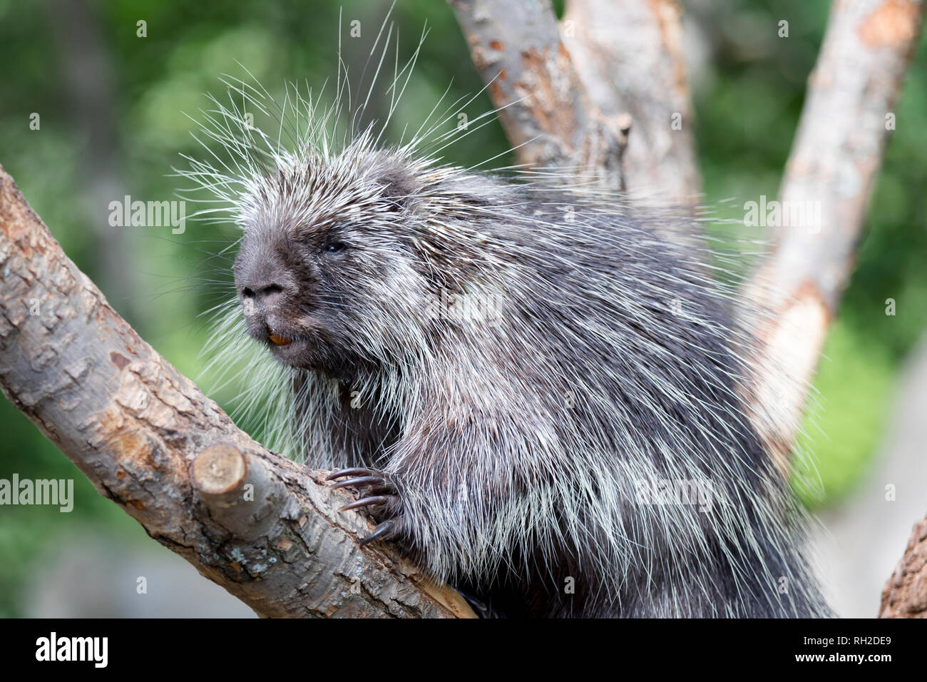 North American Porcupine (Erethizon Dorsatum) standing in a tree, also ...
