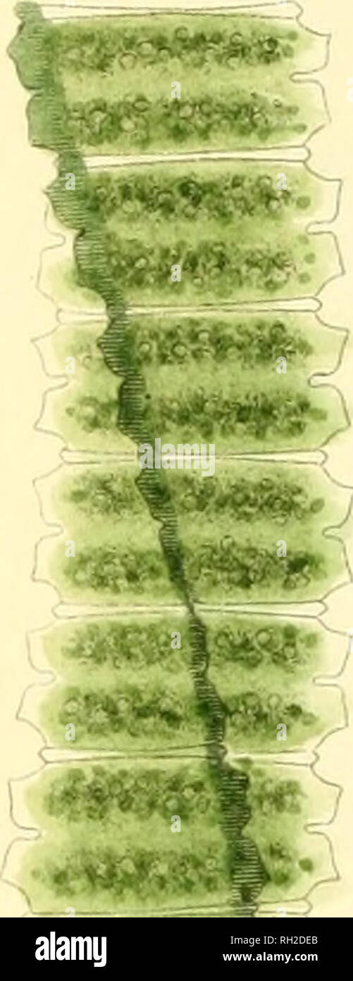 . The British desmidieae. Desmidiaceae; Algae. DESMIDIUM. Tab. W ...