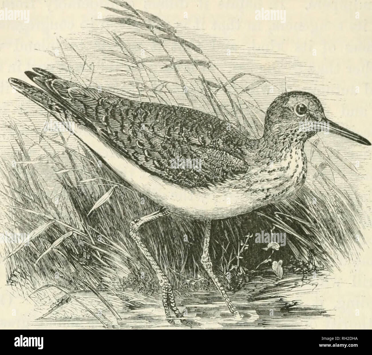 Common snipe eggs hi-res stock photography and images - Alamy