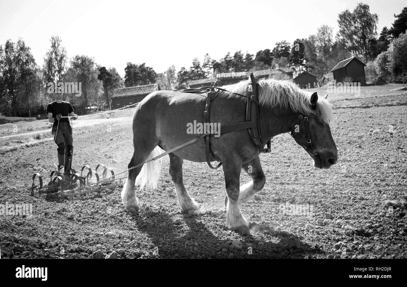 Shire Black and White Stock Photos & Images - Alamy