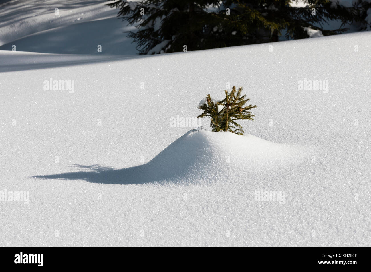 Baby evergreen tree hi-res stock photography and images - Alamy