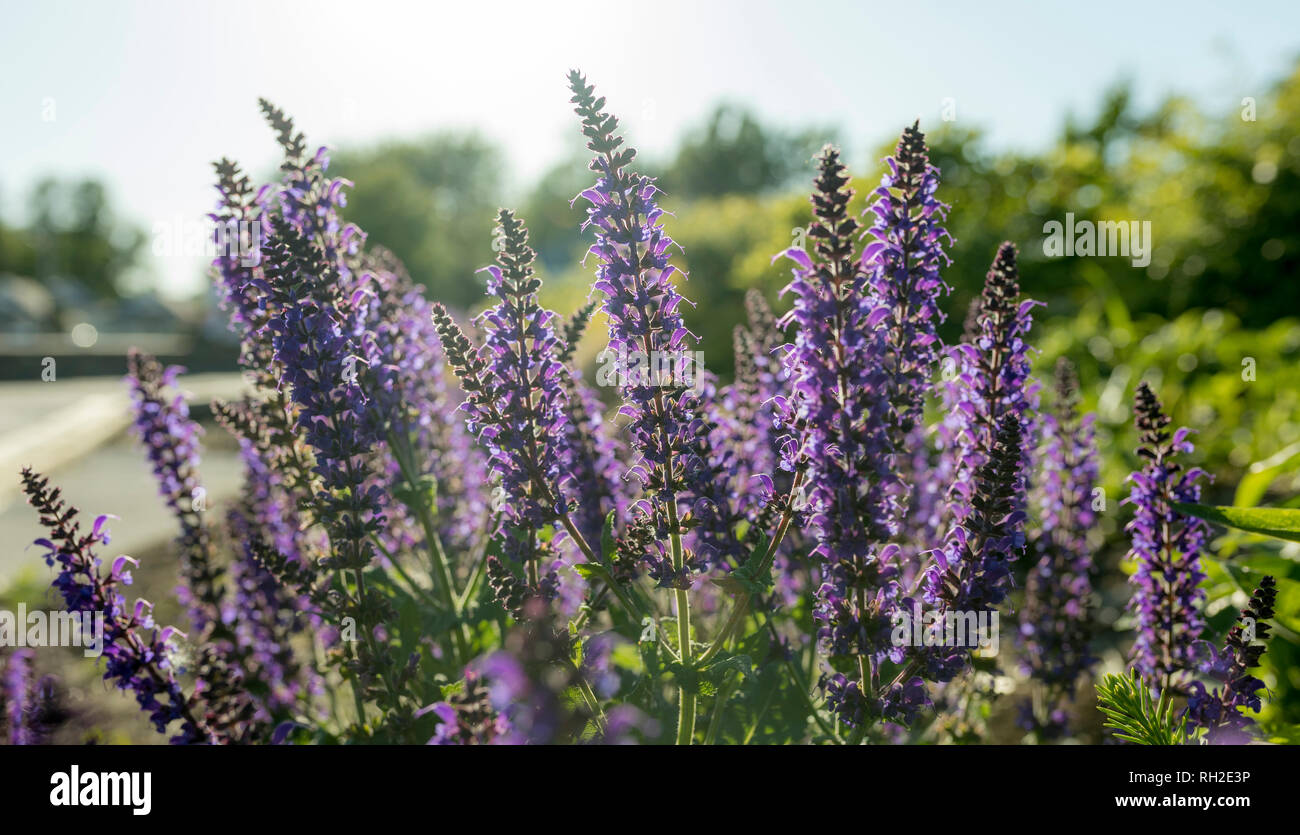 Plants Native To Europe Wild Radish (Raphanus Raphanistrum) Is An