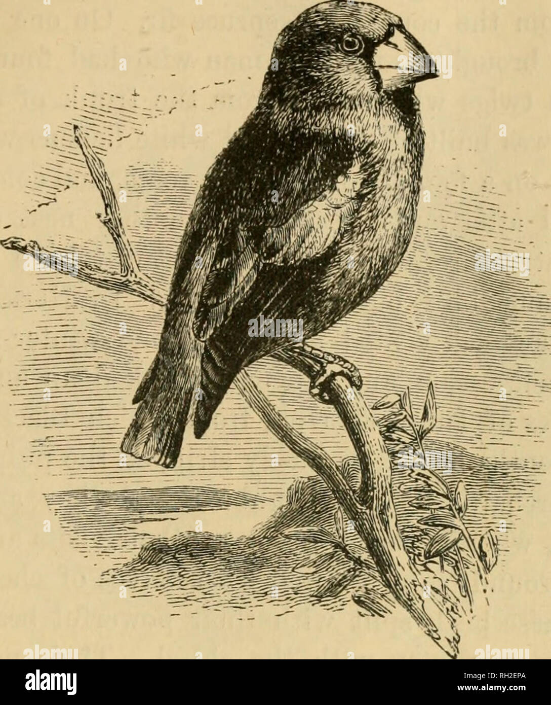 . British birds in their haunts. Birds. THE HAWFINCH COCCOTHRAUSTES ...