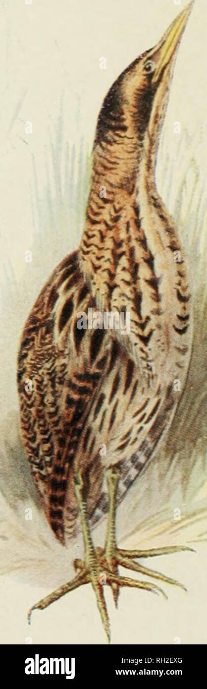 Spoonbill hen hi-res stock photography and images - Alamy