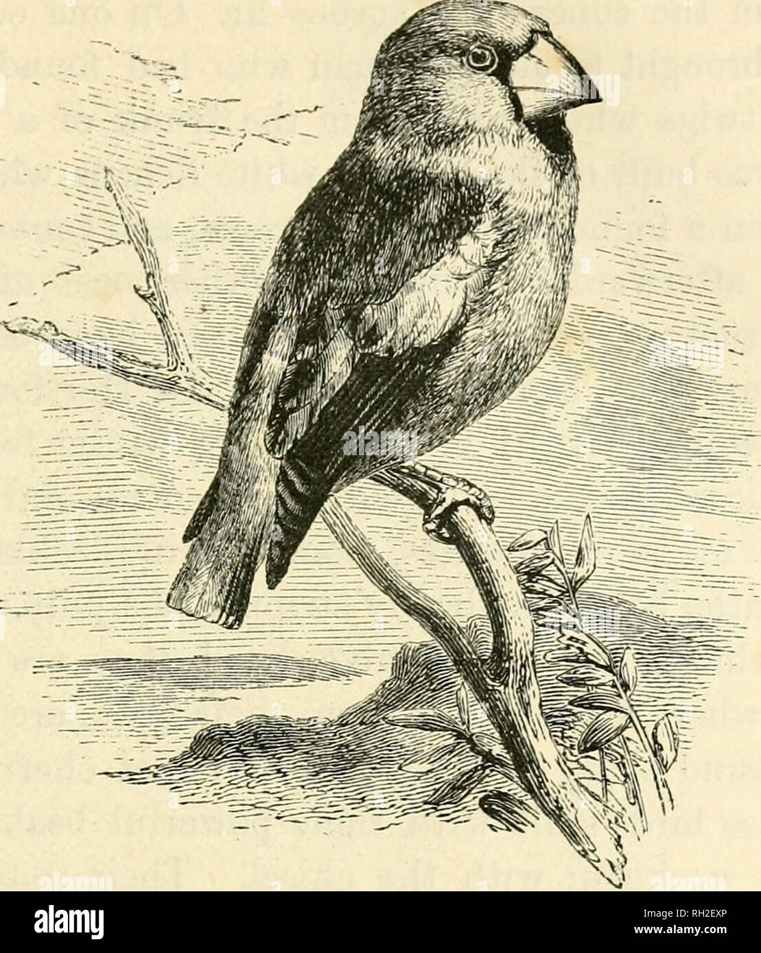 Truncated wings hi-res stock photography and images - Alamy