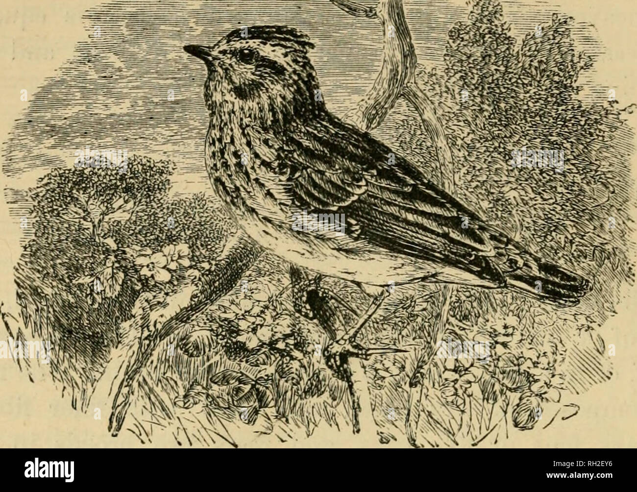 . British birds in their haunts. Birds. THE WOUDLAEK. ALAUDA ARBOREA ...