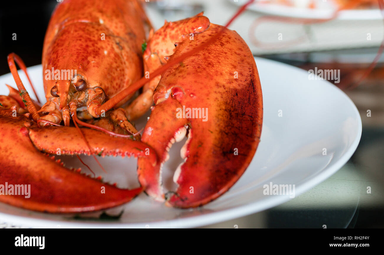 Whole cooked red lobster hi-res stock photography and images - Alamy
