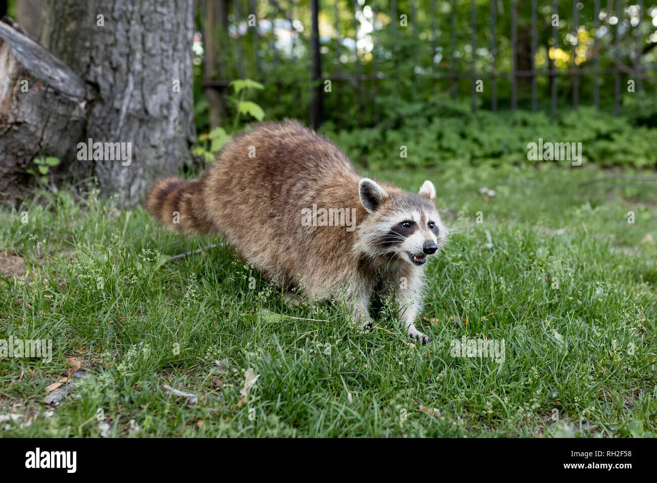 Angry Raccoon