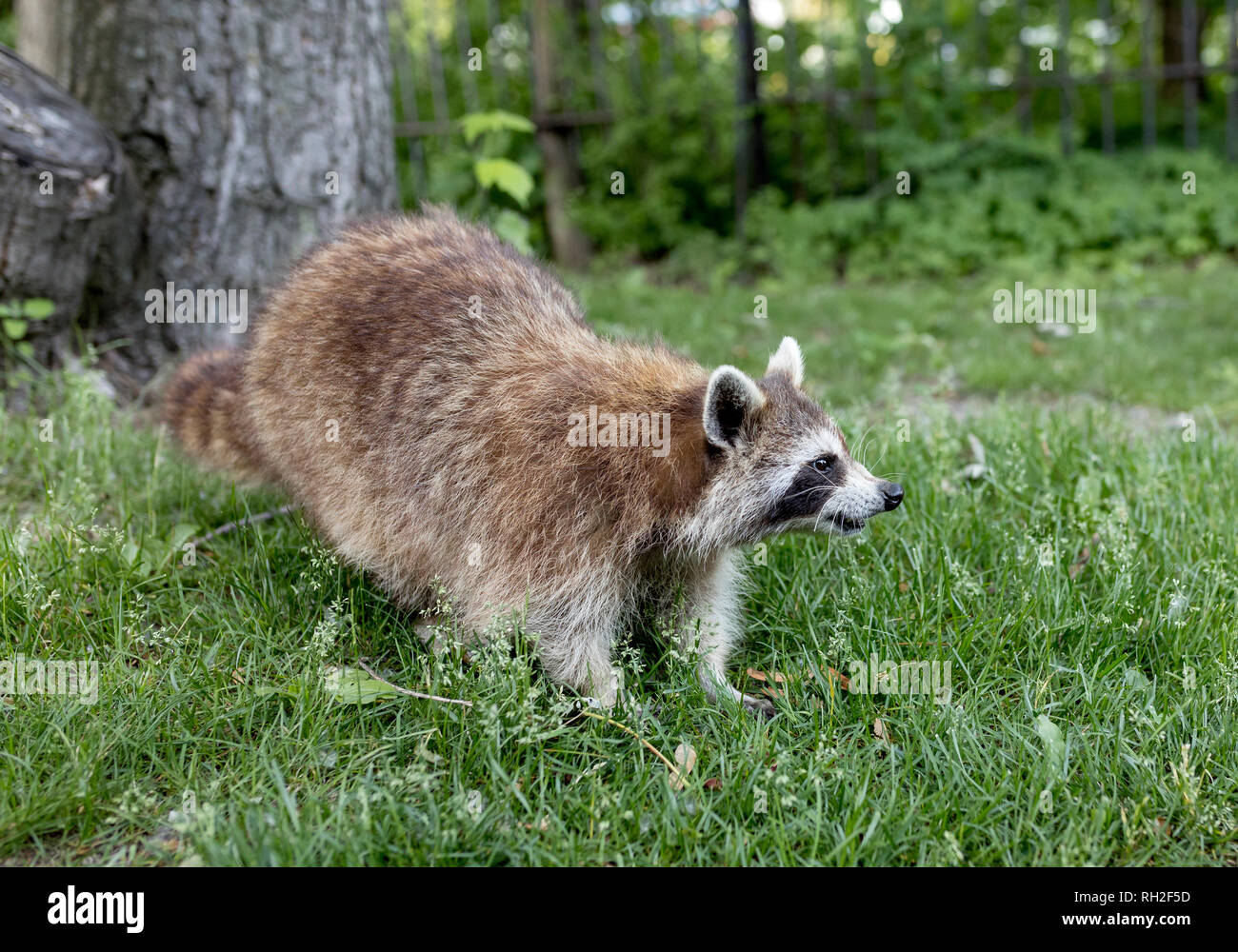 Animal raccoon hi-res stock photography and images - Alamy