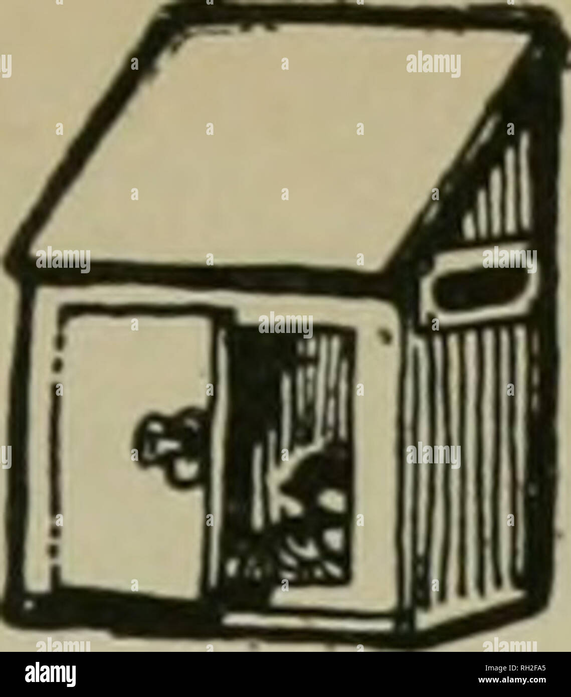 Hybrid sparrow hi-res stock photography and images - Alamy