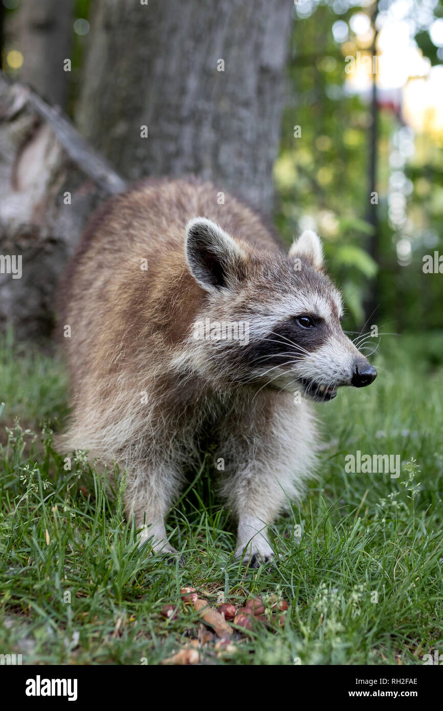 Angry Raccoon in the park trying to eat some peanuts Stock Photo - Alamy