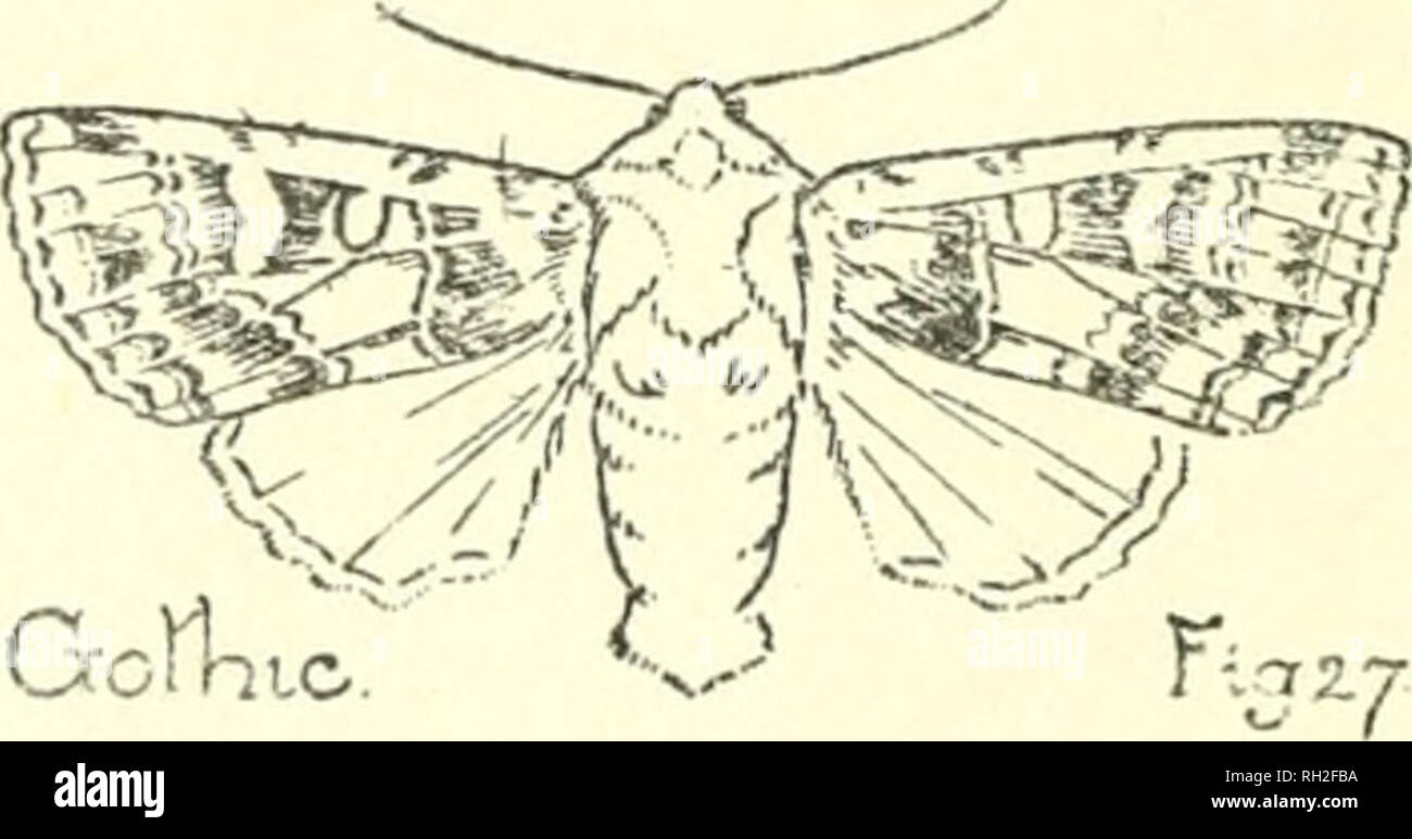 Typica moth hi-res stock photography and images - Alamy