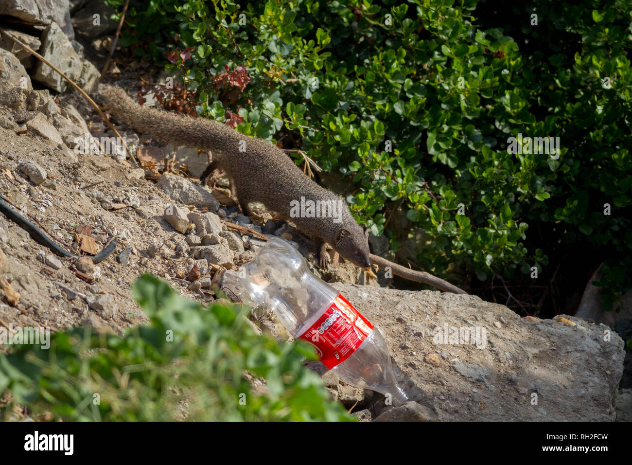 Cape Gray Mongoose (Galerella pulverulenta) in the undergrowth with ...