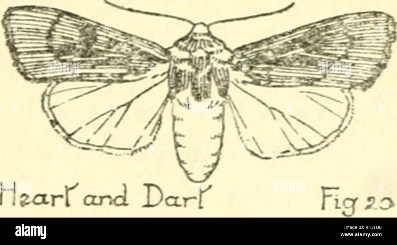 . British butterflies and moths. Butterflies -- Great Britain; Moths ...