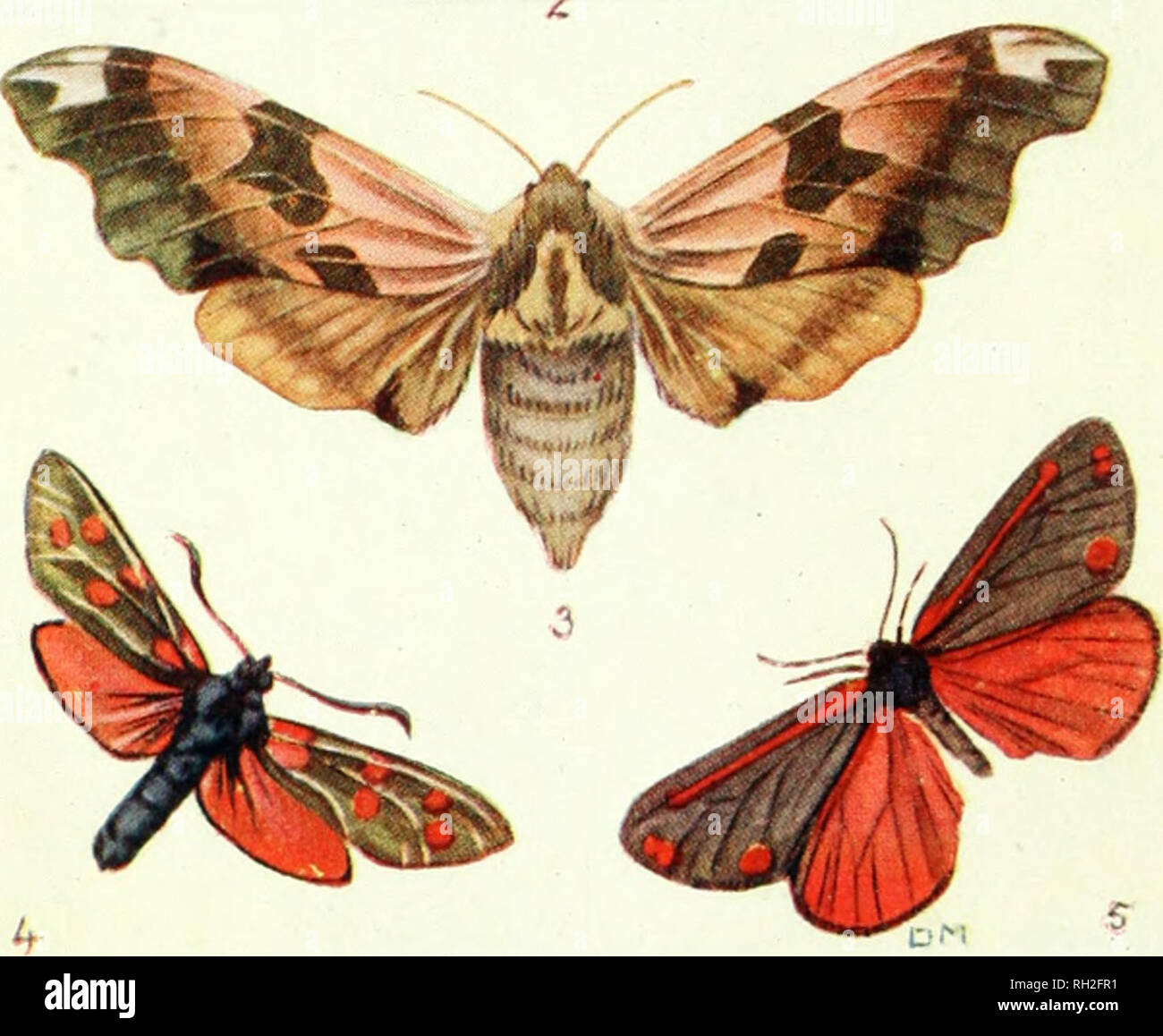 5 spot burnet moths hi-res stock photography and images - Alamy