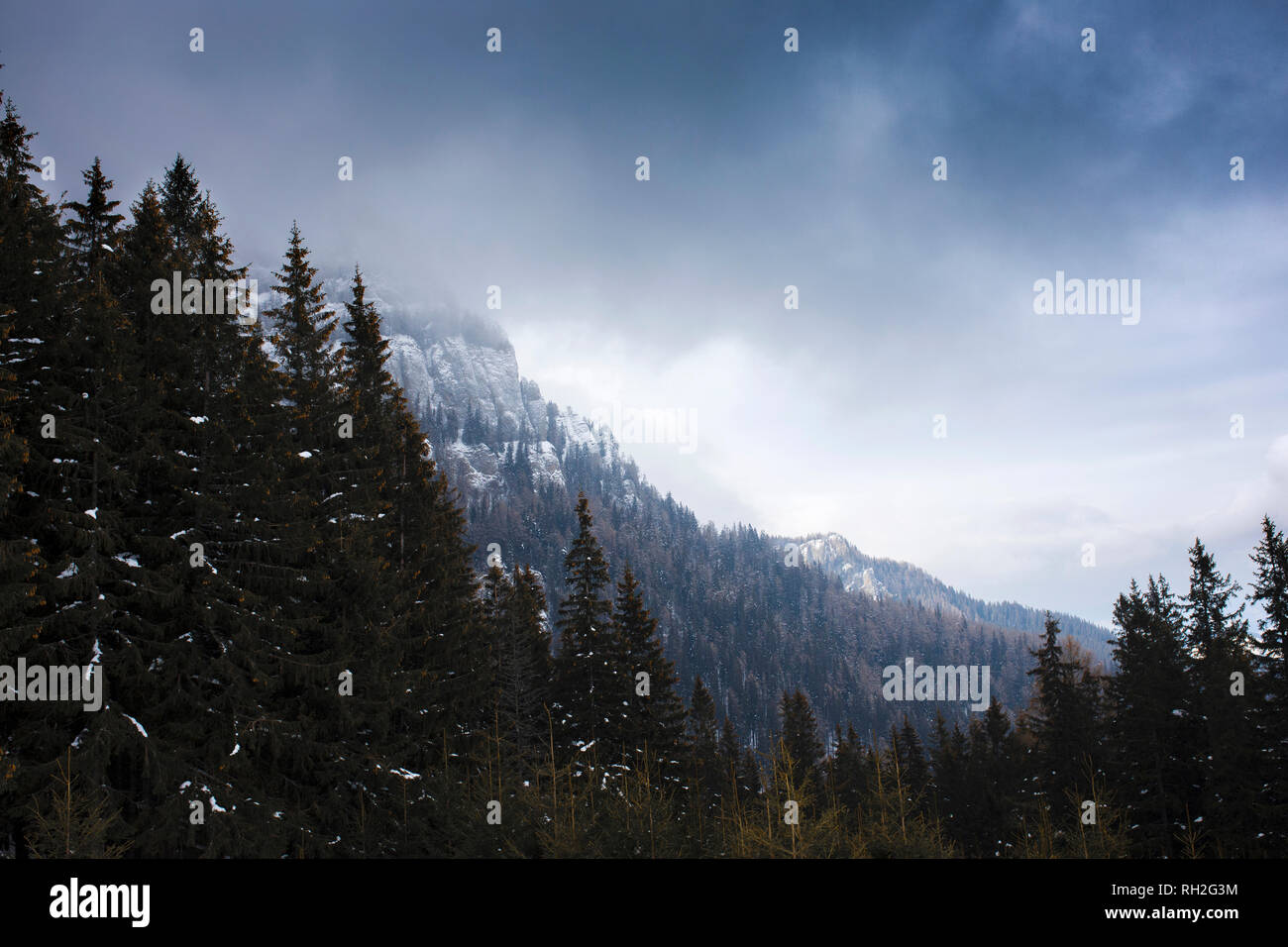 Trees woods stormy sky hi-res stock photography and images - Alamy