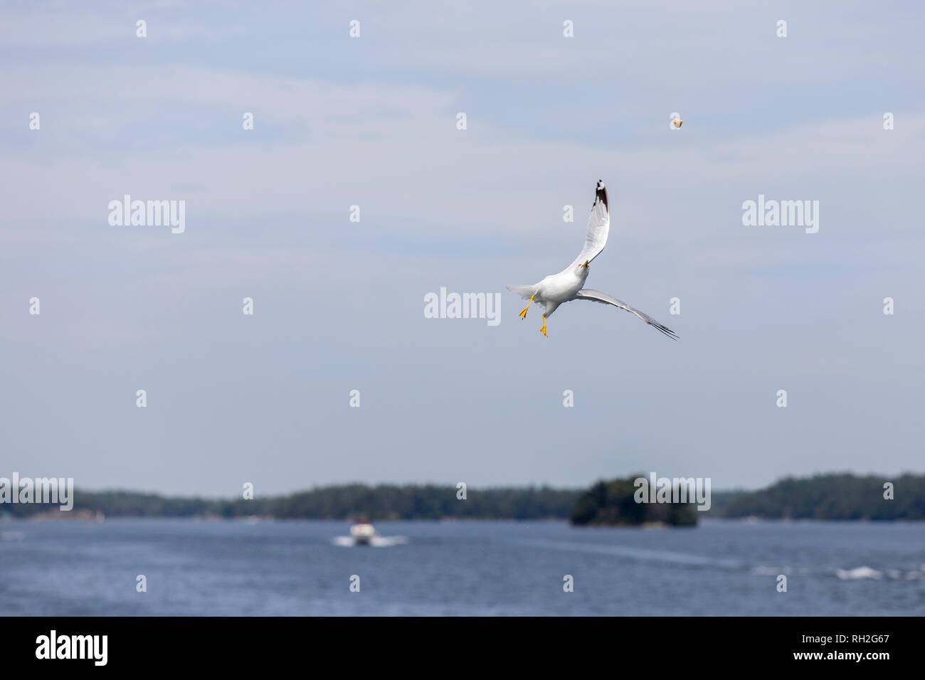 A hungry seagull with an acrobatic flight, trying to catch food Stock ...