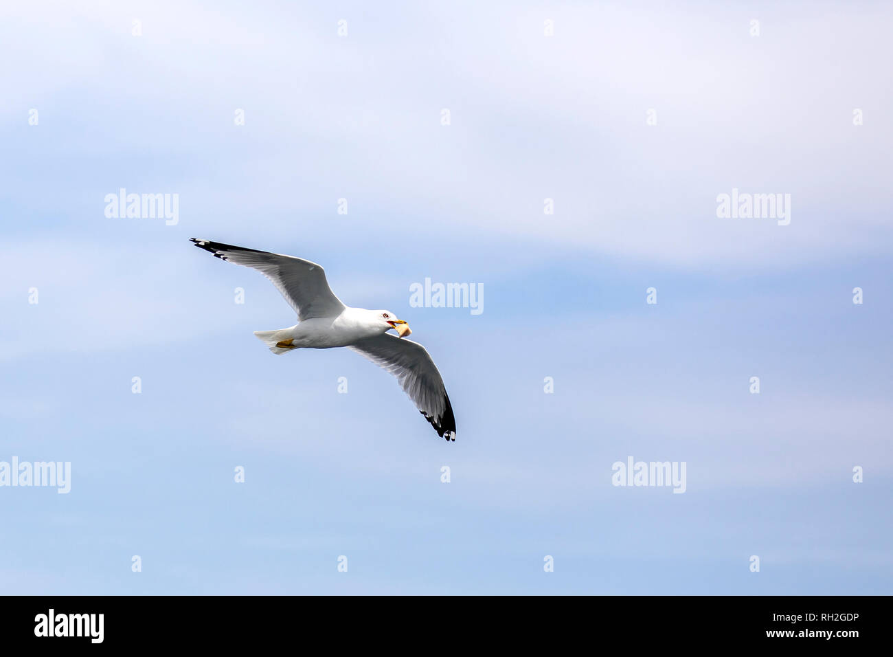 Seagull food hi-res stock photography and images - Alamy
