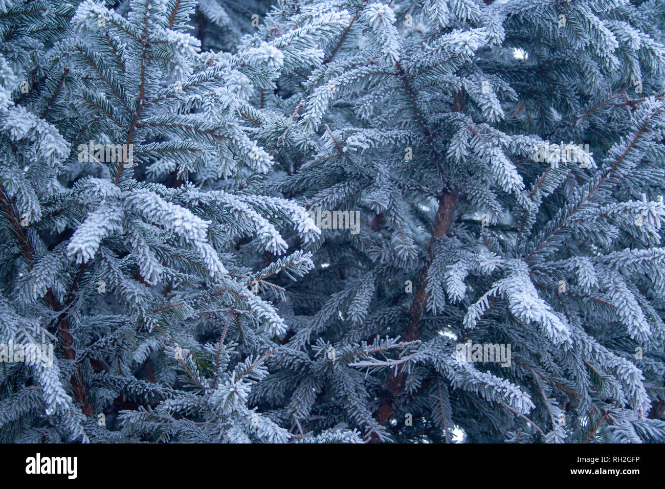 Many frost branches of spruce background. Branches in snow. Cold toned ...