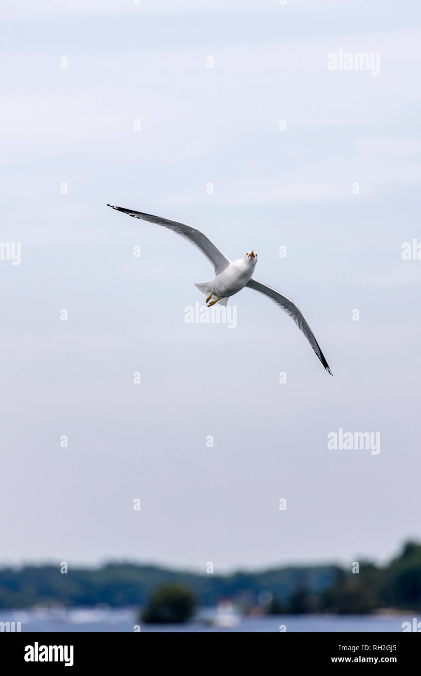 A hungry seagull with an acrobatic position in flight, trying to catch ...