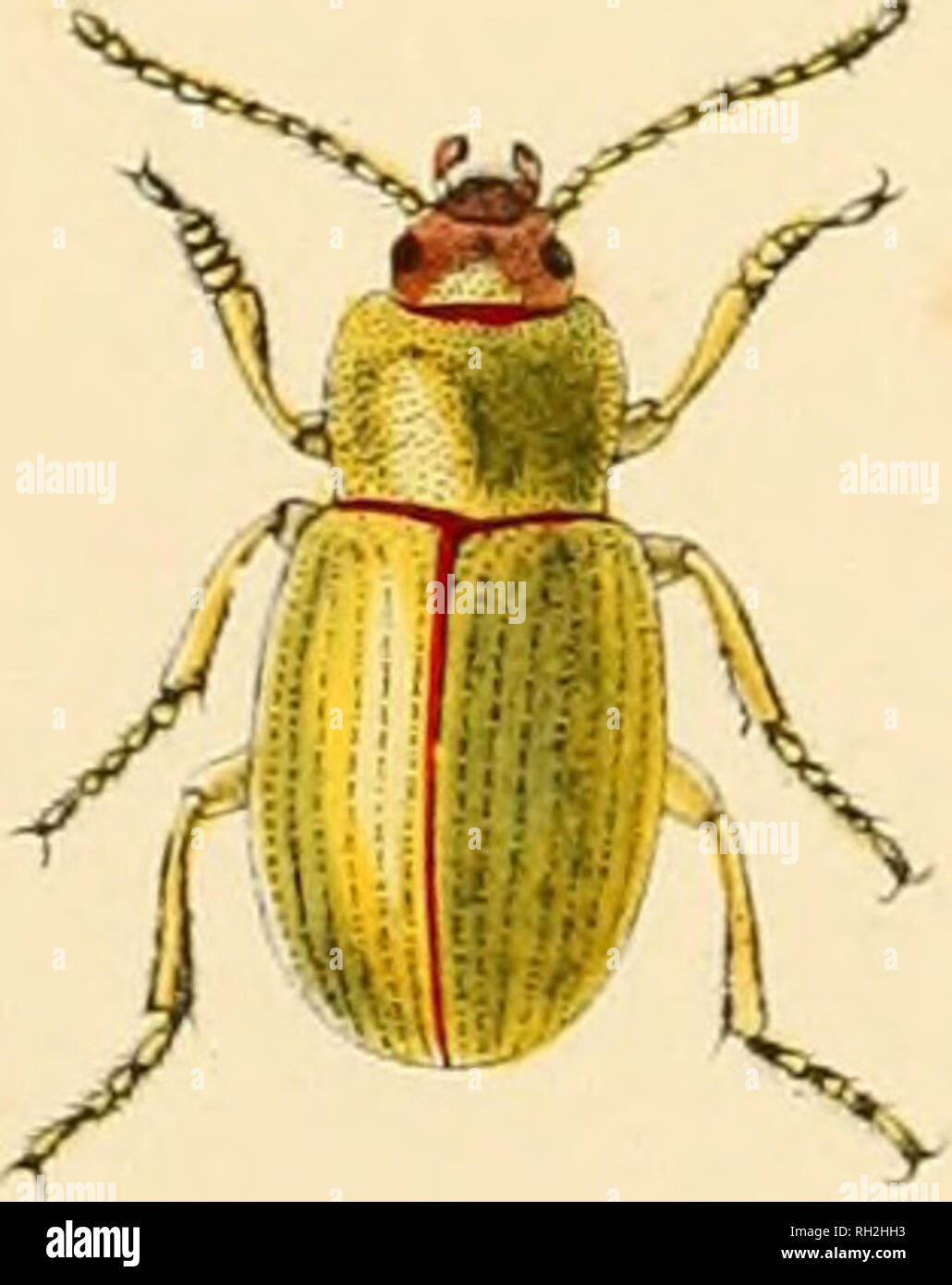 British beetles hi-res stock photography and images - Alamy