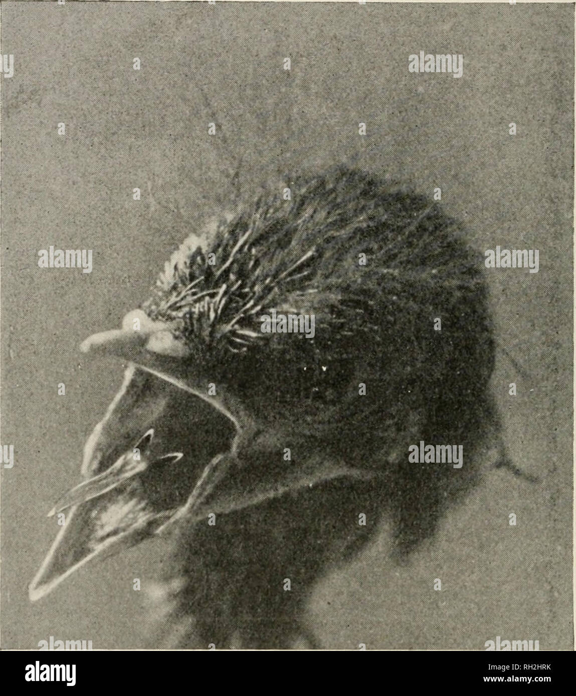 . British birds. Birds. 130 BRITISH BIRDS. places. As a rule, among ...