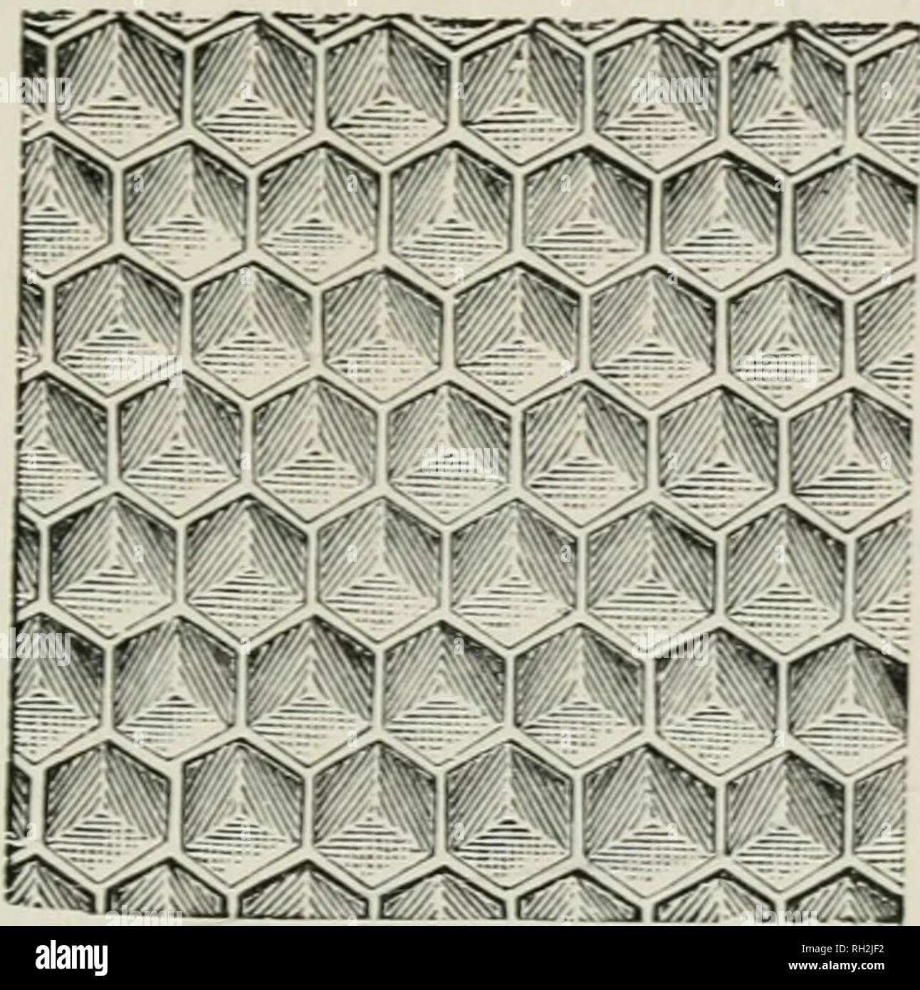 . British bee-keeper's guide book to the management of bees in movable ...