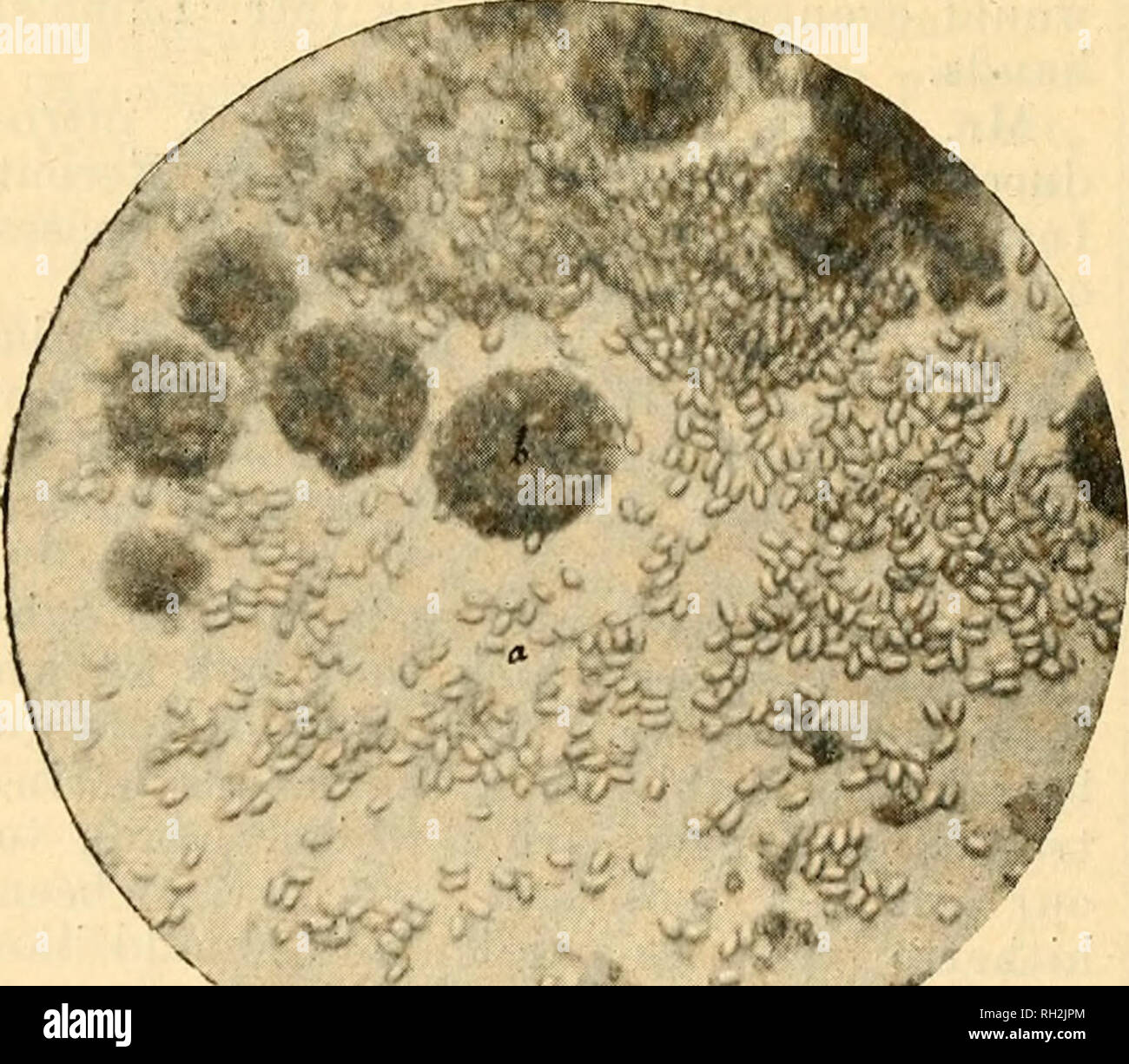 Coccus bacteria in animals hi-res stock photography and images - Alamy