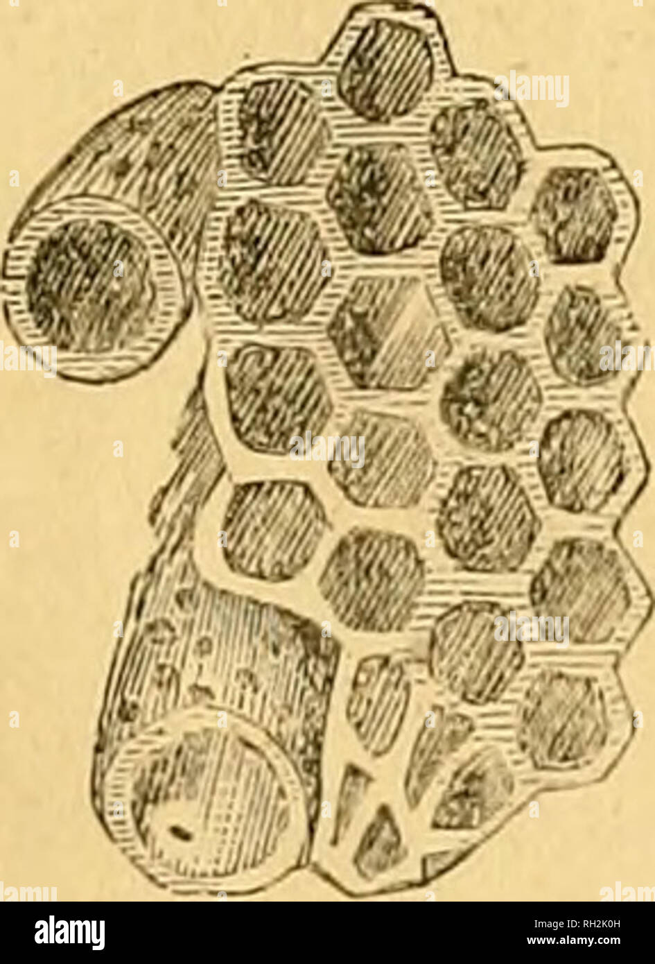 Porous wax hi-res stock photography and images - Alamy