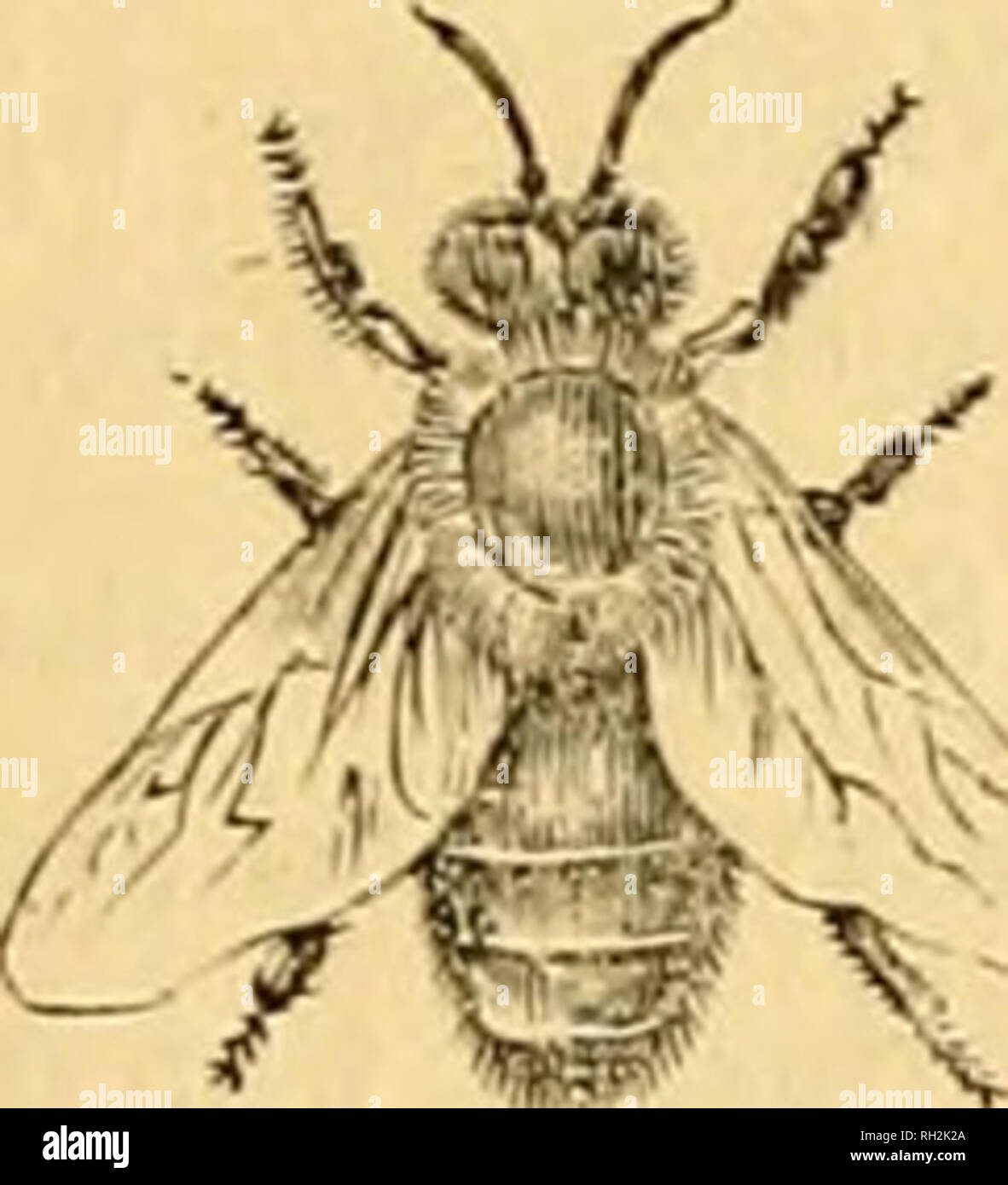 . British bee journal & bee-keepers adviser. Bees. the nuekx. the ...