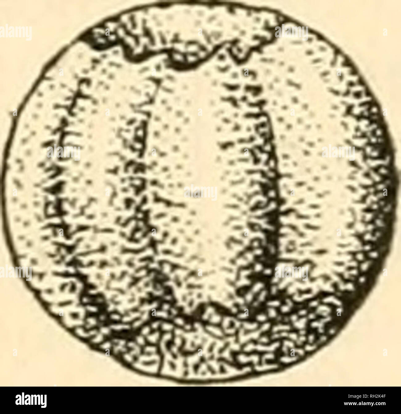 Umbles hi-res stock photography and images - Alamy