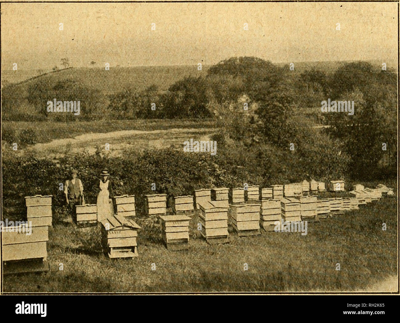 . British bee journal & bee-keepers adviser. Bees. Nov. 3, 1904.] THE ...