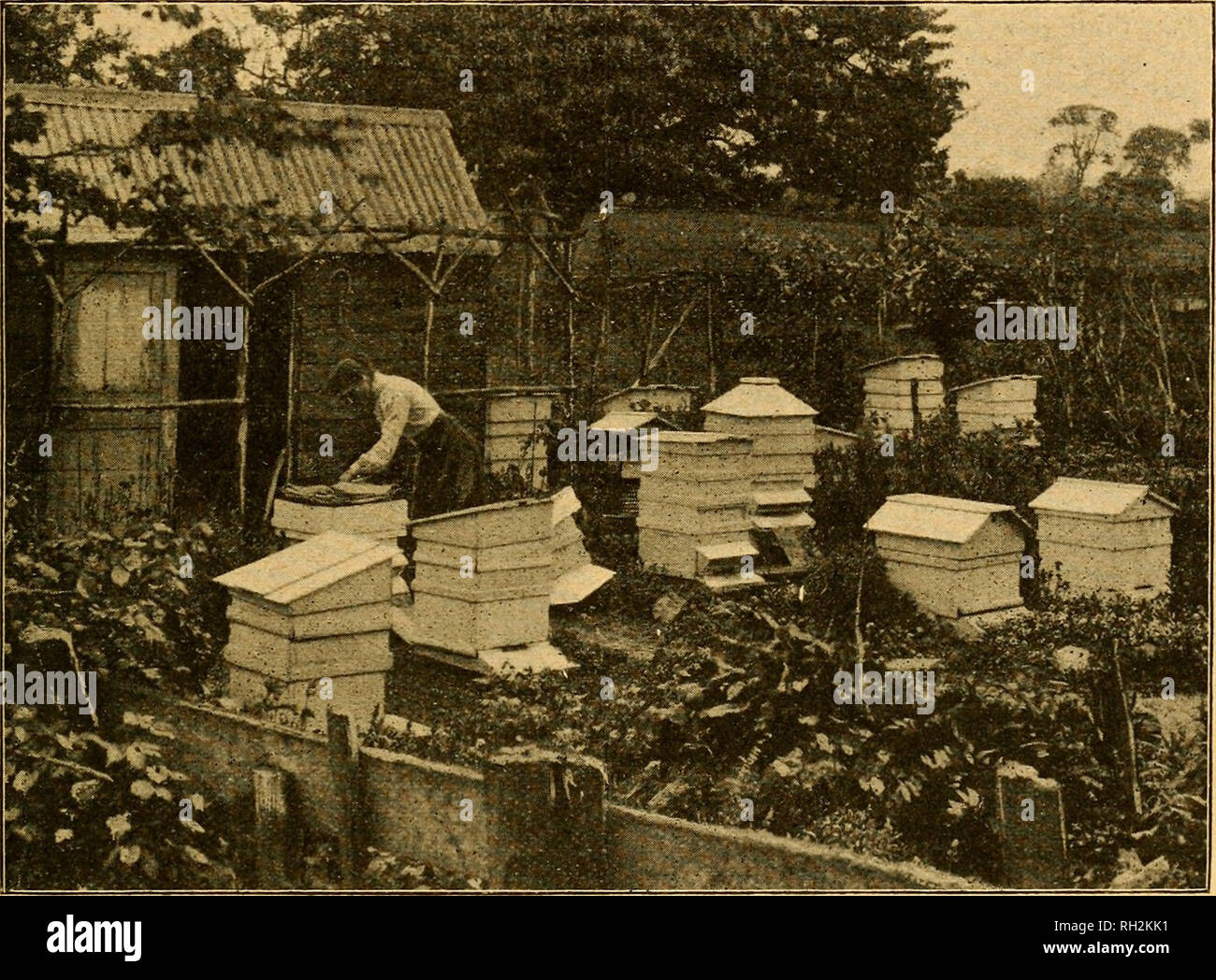 The queen bee story hi-res stock photography and images - Alamy